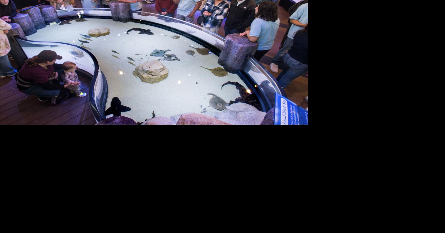 Cabrillo Aquarium unveils 1,400-gallon shallow pool exhibit for Earth ...