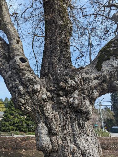 Pollard and coppice during winter | Tony Tomeo | Home & Garden ...
