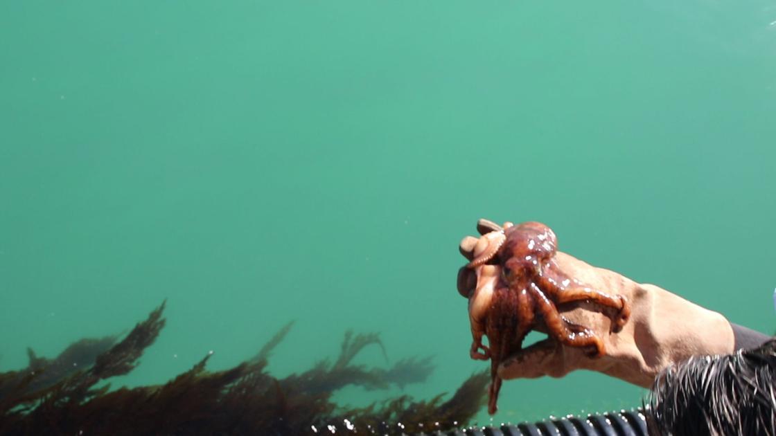 Octopus released during underwater garbage cleanup | Local News ...
