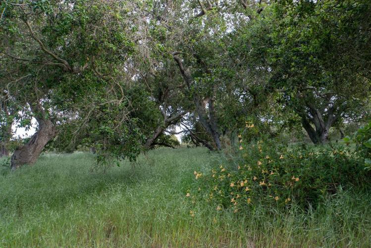 Where’s Sparkie? Visiting Los Flores Ranch Park | | lompocrecord.com