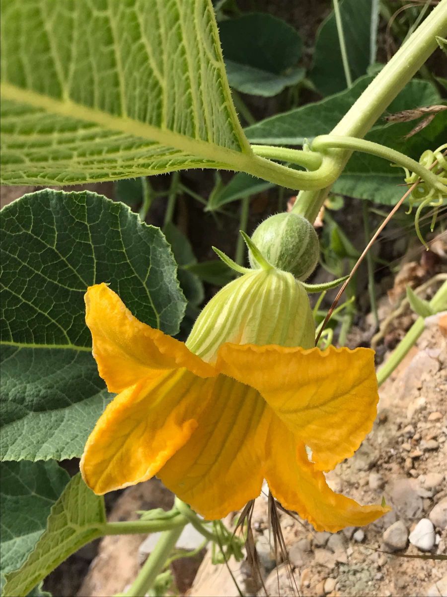 Steve L. Schulz: Ancient and modern uses for coyote melon | Home ...