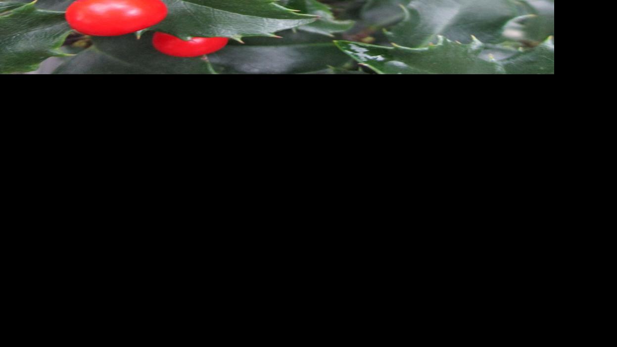 Highlight: Blue Princess and Blue Prince holly | Home & Garden ...