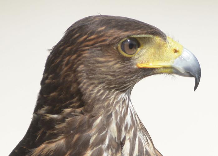 Bird battle: Falconers use hawks to rid local landfills of gulls ...