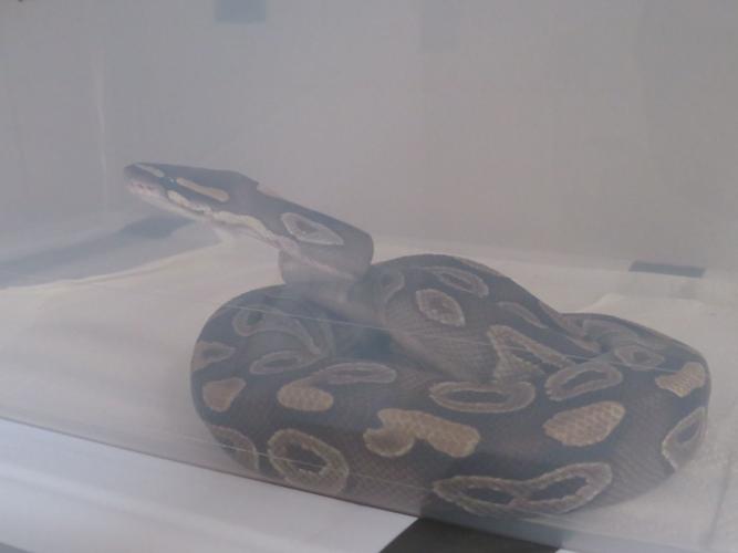 42 snakes discovered at Arroyo Grande storage facility | Local News ...