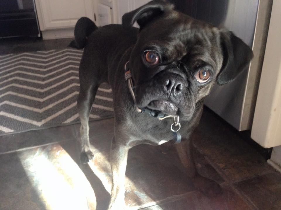 Missing pug returned to owner after community search | Local News ...