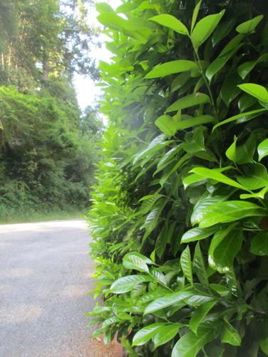 Hedge pruning straight and narrow | Tony Tomeo | Home & Garden ...