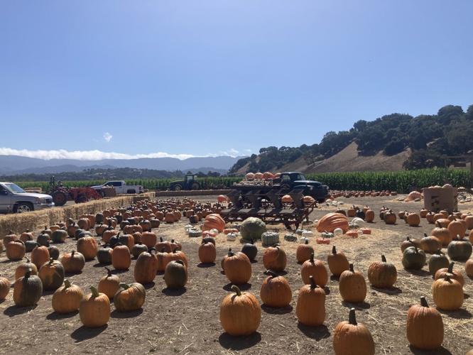 Solvang pumpkin patch introduces new gourd varieties: 'We Be Little ...