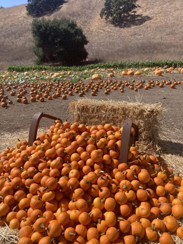 Solvang pumpkin patch introduces new gourd varieties: 'We Be Little ...