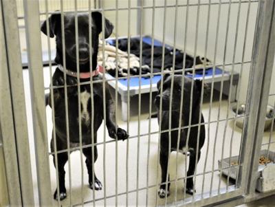 Adoption fees waived this weekend in effort to 'Clear the Shelter(s ...