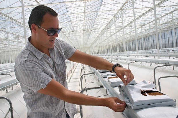 Windset Farms’ future is ripe | Local News | lompocrecord.com