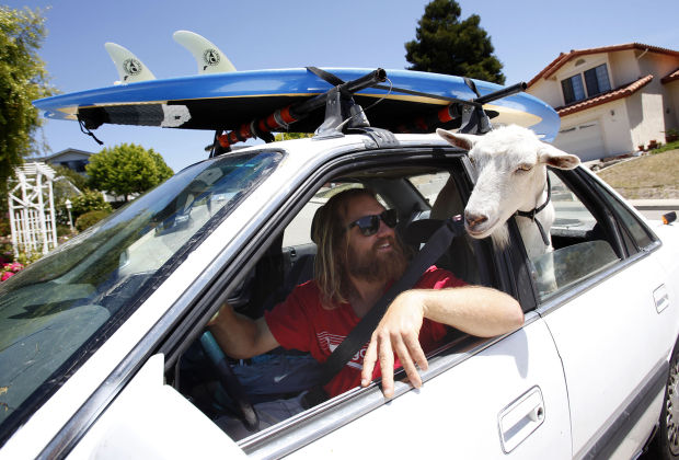 Goat goes from weeds to waves | Local News | lompocrecord.com