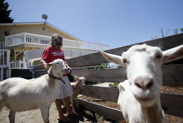 Goat goes from weeds to waves | Local News | lompocrecord.com
