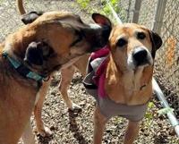 CAPA Pet of the Week: Brownie | Local News | lompocrecord.com