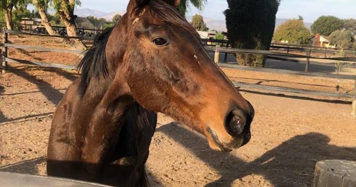 Horse owner who abandoned sick mare near Santa Maria comes forward ...