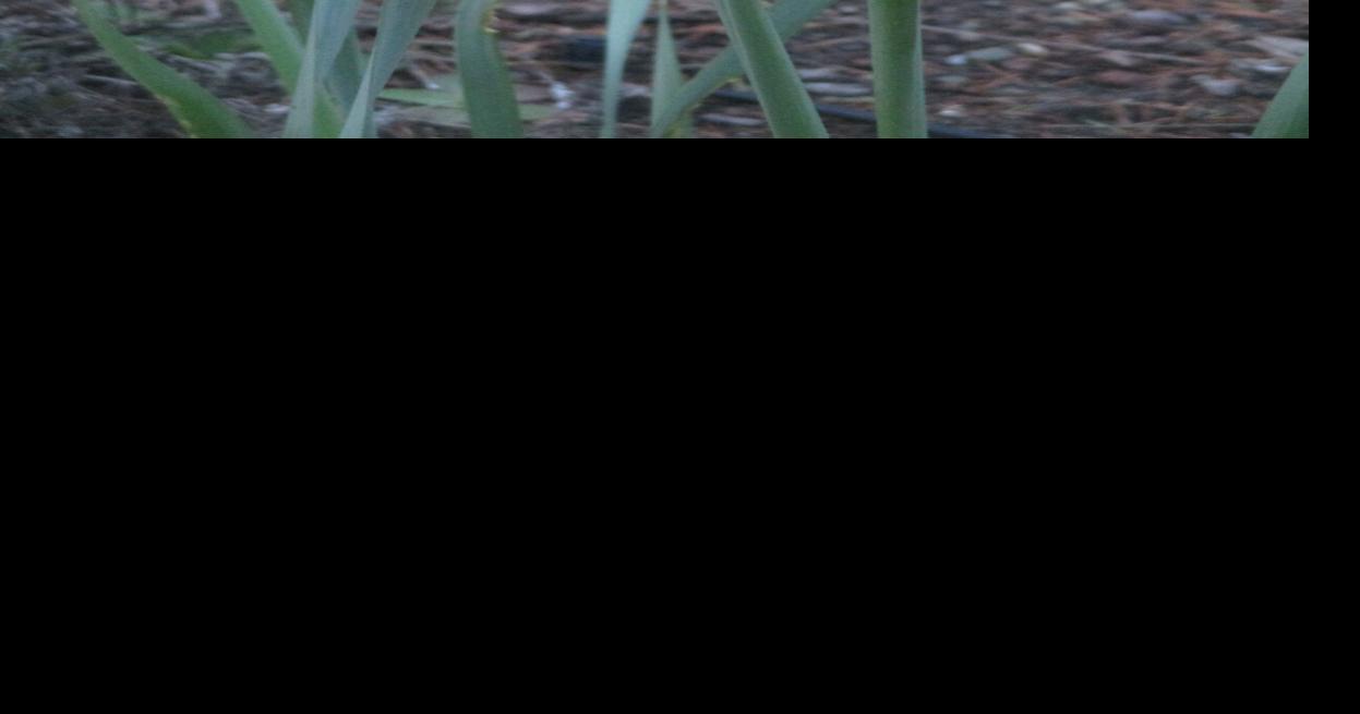 Deadhead spring bulbs after bloom | Tony Tomeo | Home & Garden ...