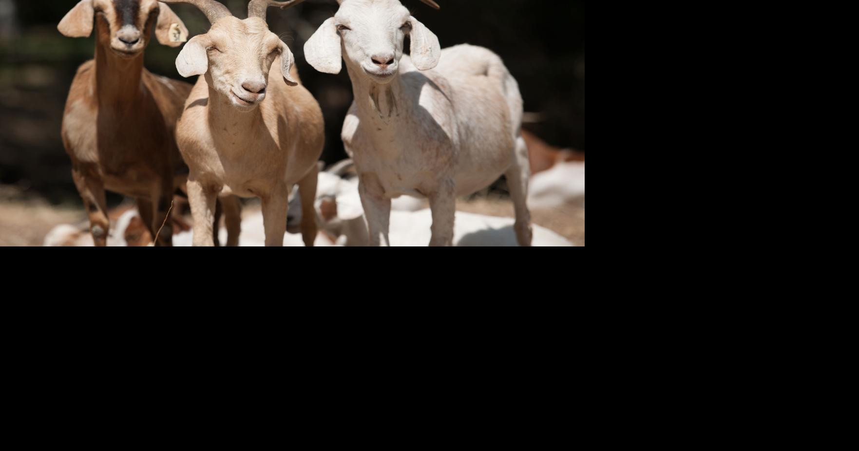 Hired hands: Goats for hire hungry for poison oak | Local News ...