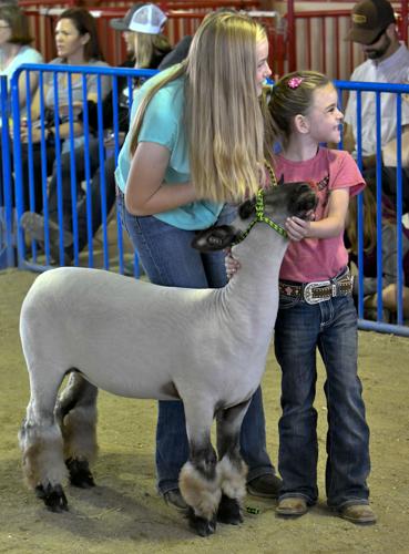 Pint-sized showmen take center stage during Pee Wee Showmanship | Local ...