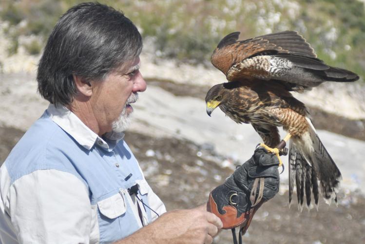 Bird battle: Falconers use hawks to rid local landfills of gulls ...