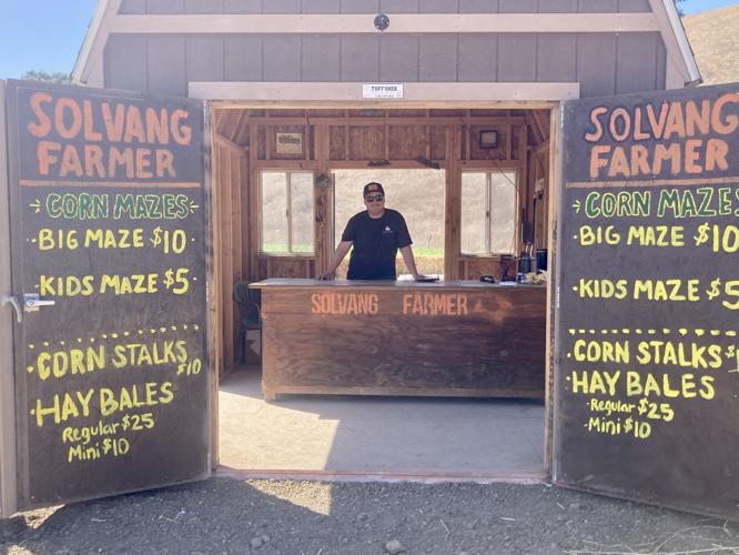 Solvang pumpkin patch introduces new gourd varieties: 'We Be Little ...