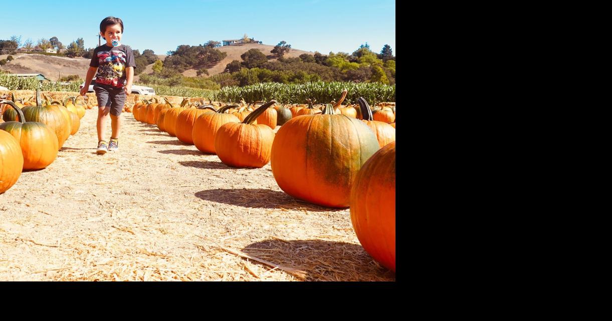 Solvang Farmer Pumpkin Patch kicks off 2020 growing season ...