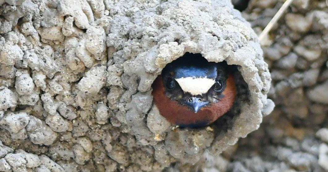Photos: Birds nest under Highway 1 bridge near Orcutt | Local News ...