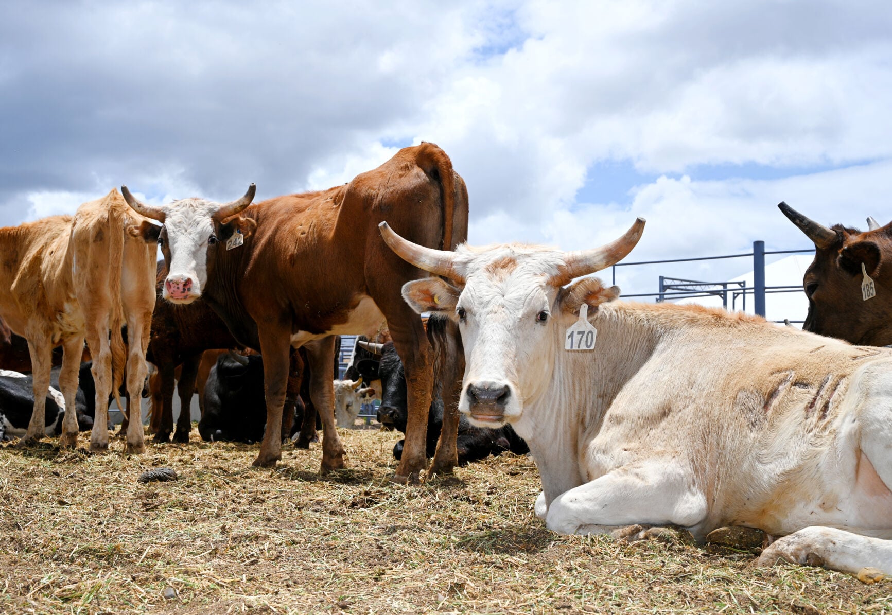 Xtreme Bulls kicks off 5-day run of Santa Marka Elks Rodeo Wednesday ...