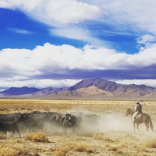 A life cut short: David Morrison's family, friends remember cowboy ...