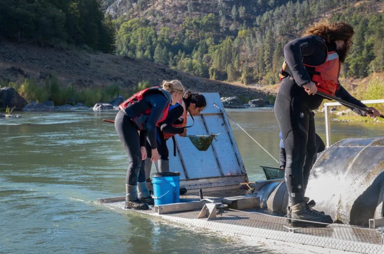 Saving salmon: Chinook return to California’s far north — with a lot of ...