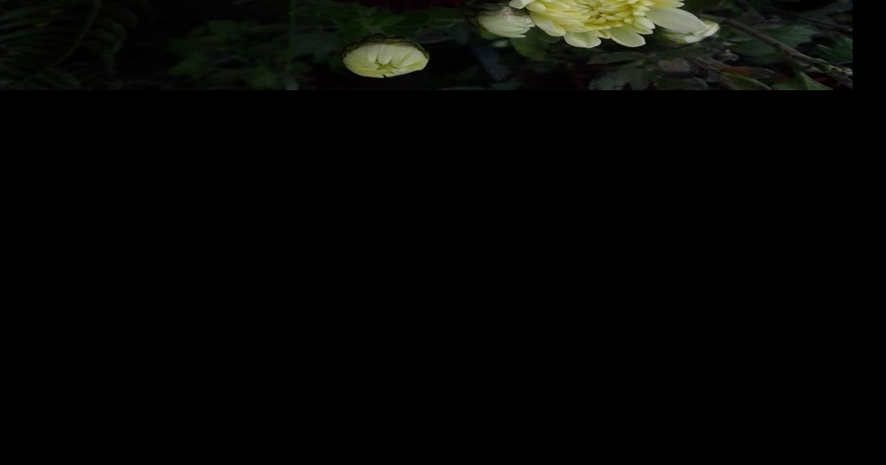 Tony Tomeo: Annuals come and annuals go | Home & Garden | lompocrecord.com