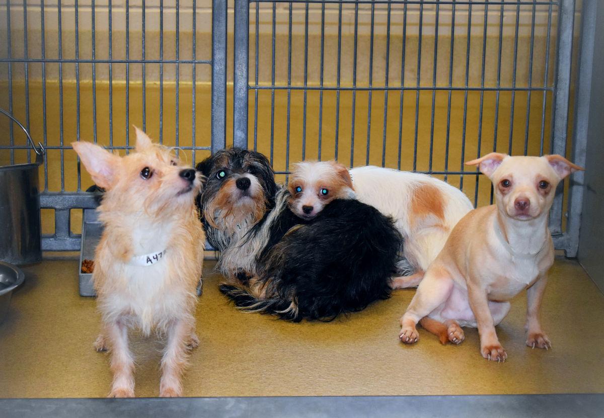 104 dogs rescued from Lompoc home, sent to local, statewide shelters ...