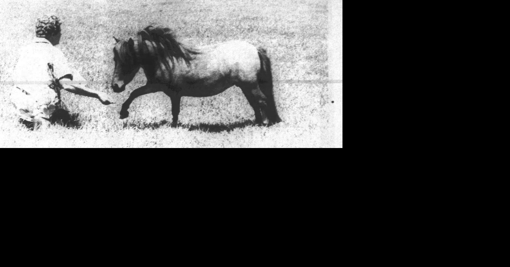 TBT: Santa Ynez Valley's Quicksilver Miniature Horse Ranch's little ...