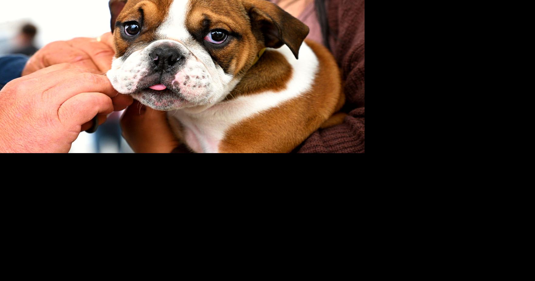 Pets getting chipped ahead of Fourth of July holiday | Local News ...