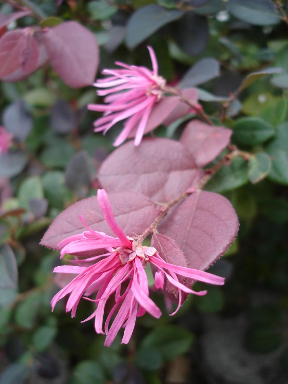 Highlight: Fringe flower | Lifestyles | lompocrecord.com