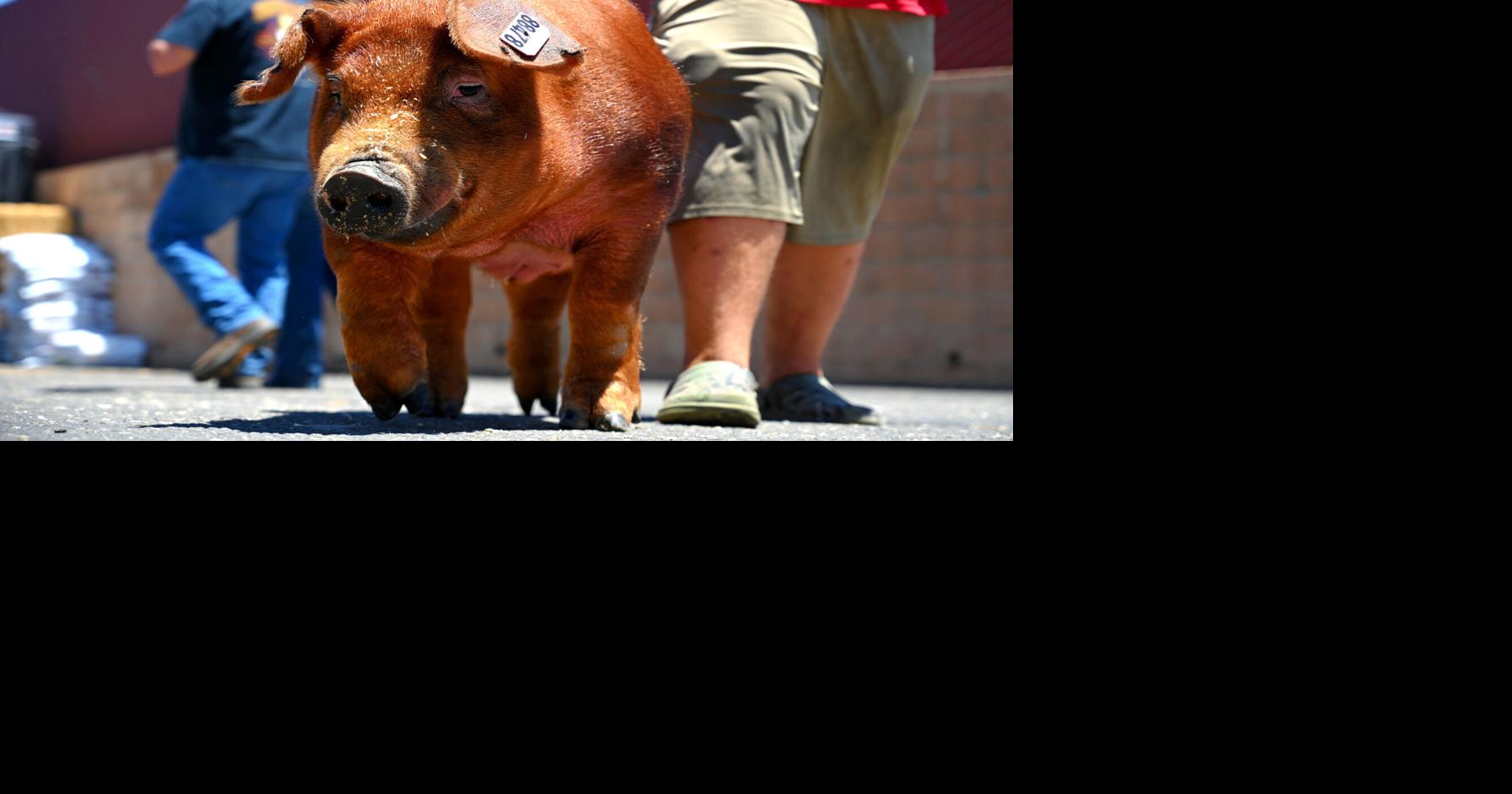 The 130th annual Santa Barbra County Fair kicks off Wednesday | Local ...