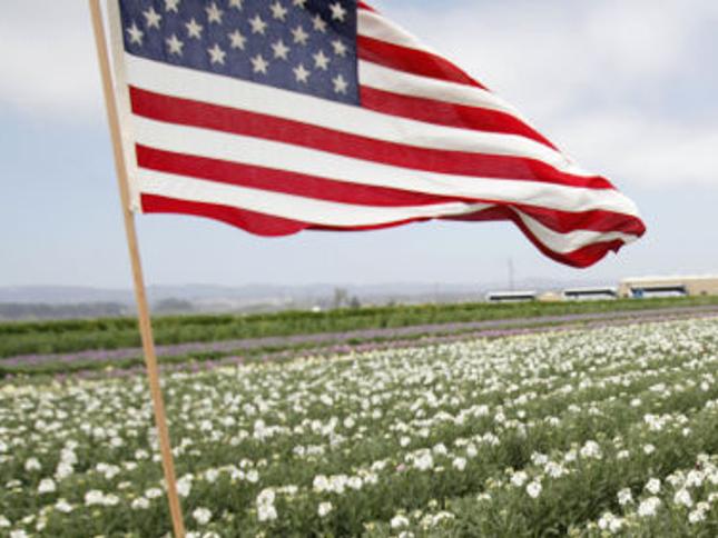 Lompoc Flower Fields American Flag | Best Flower Site