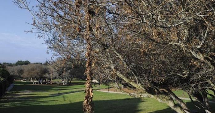 Oak worm outbreak attacks trees | Local News | lompocrecord.com