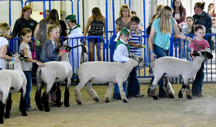 Pint-sized showmen take center stage during Pee Wee Showmanship | Local ...