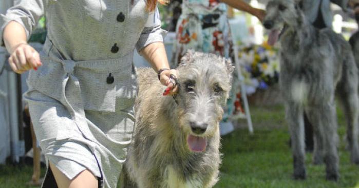Sighthounds arrive at Ryon Park | Local News | lompocrecord.com