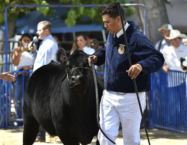 Righetti, Lompoc students take top spots in FFA steer market judging ...