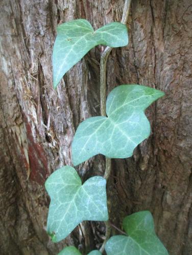 Vines are naturally very competitive | Tony Tomeo | Home & Garden ...