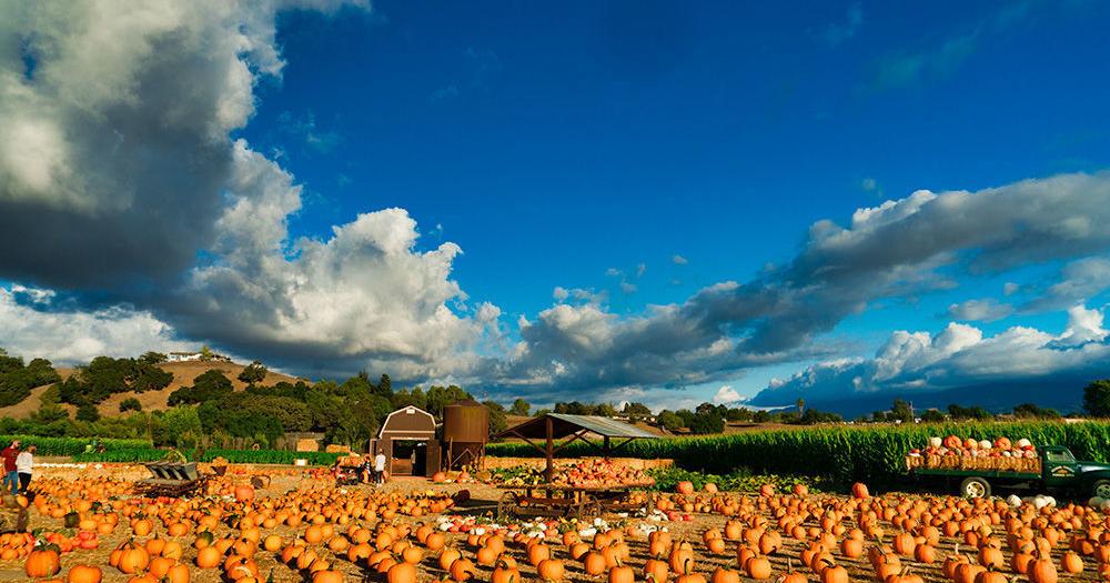 Solvang Farmer Pumpkin Patch and corn maze opens Sept. 30 | Agriculture ...