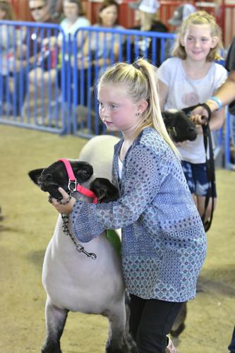 Pint-sized showmen take center stage during Pee Wee Showmanship | Local ...