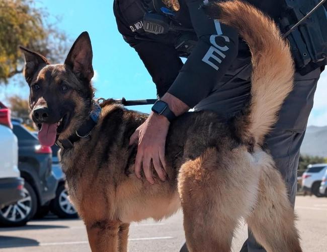 Lompoc Police Department welcomes newest member to K-9 Unit ...