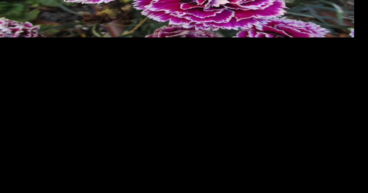 Tony Tomeo Highlight: Dwarf carnation | Home & Garden | lompocrecord.com