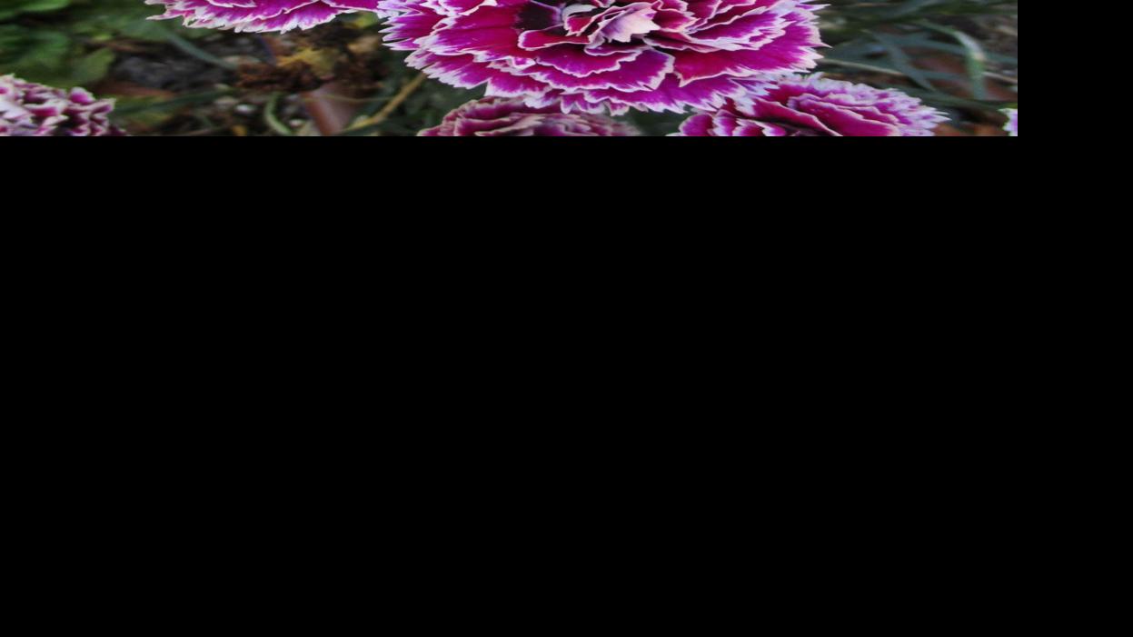 Tony Tomeo Highlight: Dwarf carnation | Home & Garden | lompocrecord.com