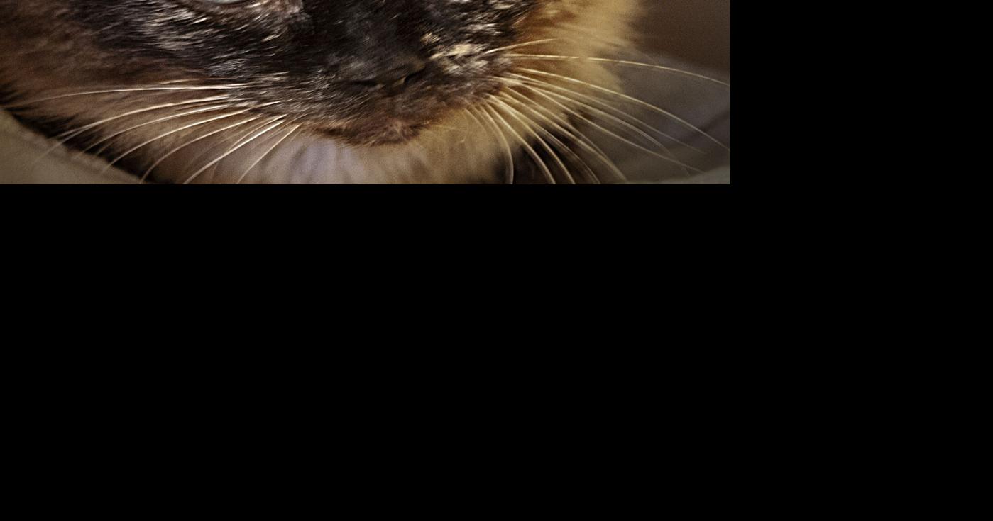 CAPA Pet of the Week: Lele | Pets | lompocrecord.com