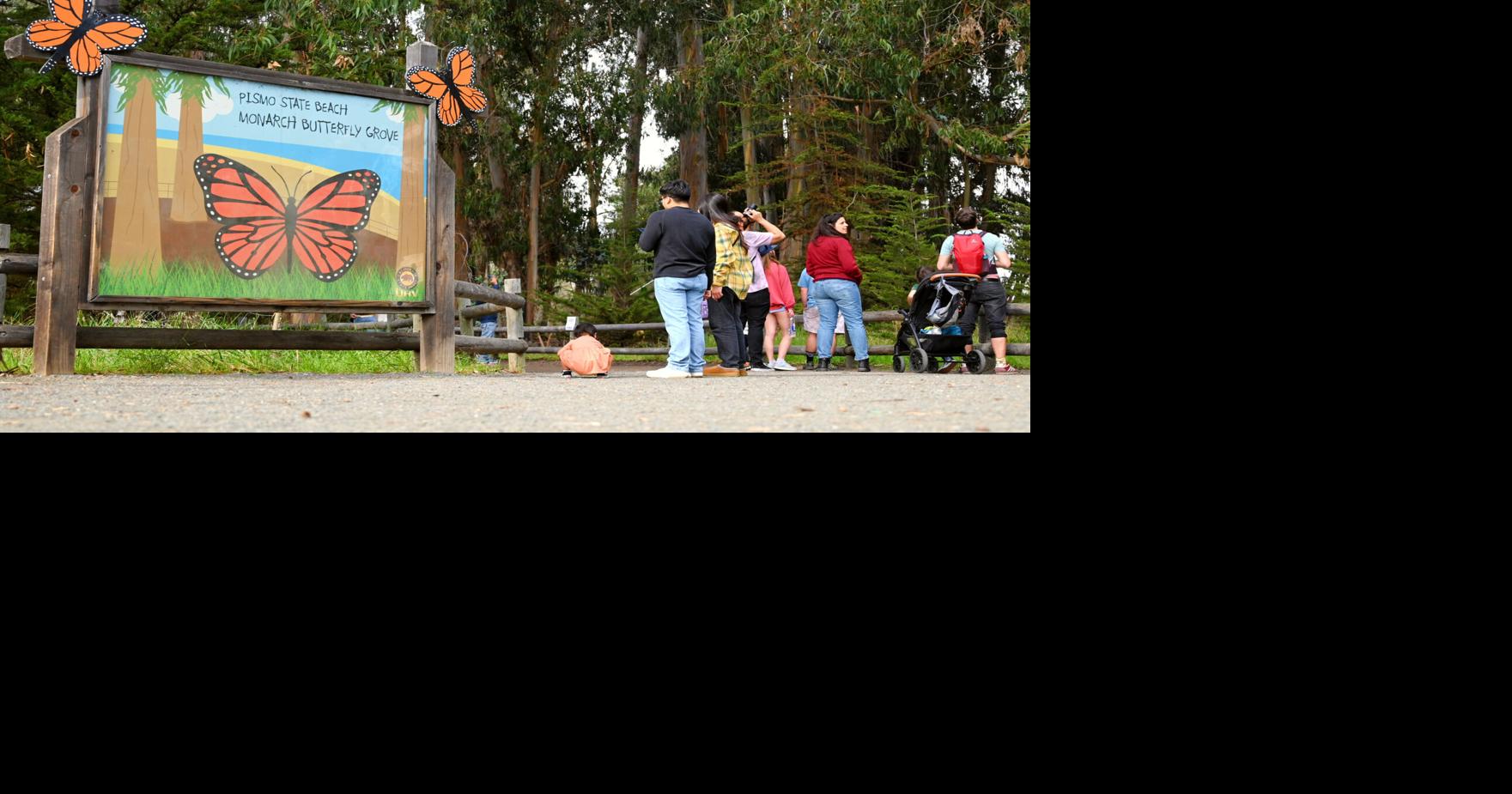 Crowds visit monarchs at Pismo Beach grove; annual count shows numbers ...