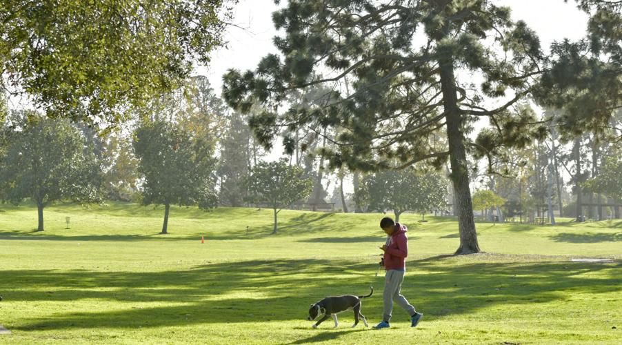 Every tree in Santa Maria will be mapped to help manage the urban ...
