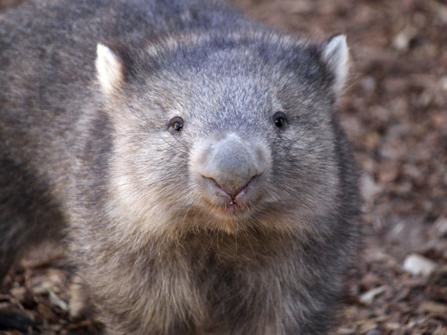wombats saving animals