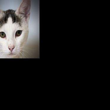 CAPA Pet of the Week: Rowan | Pets | lompocrecord.com